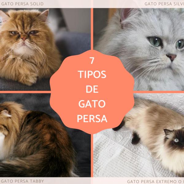 Gato Persa Himalaya Gris Persa Himalaya Hembra!! #1507377