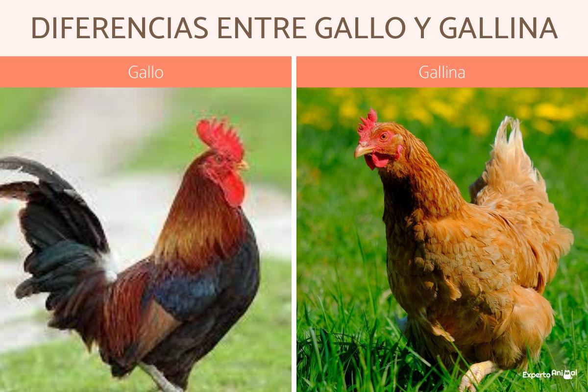 Diferencia entre gallo y gallina - ¡Descúbrelo!