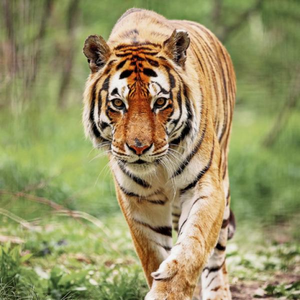 El Tigre De Bengala Panthera Ngandong Tiger (Panthera Tigris