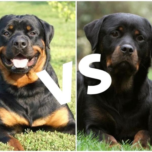 Tipos De Razas De Rottweiler