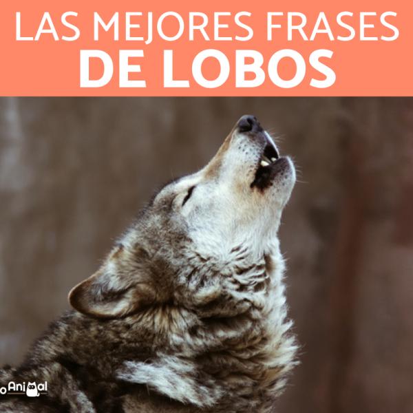 Poemas De Lobo Solitario Miracle Friend | Wolf Quotes, Lone Wolf