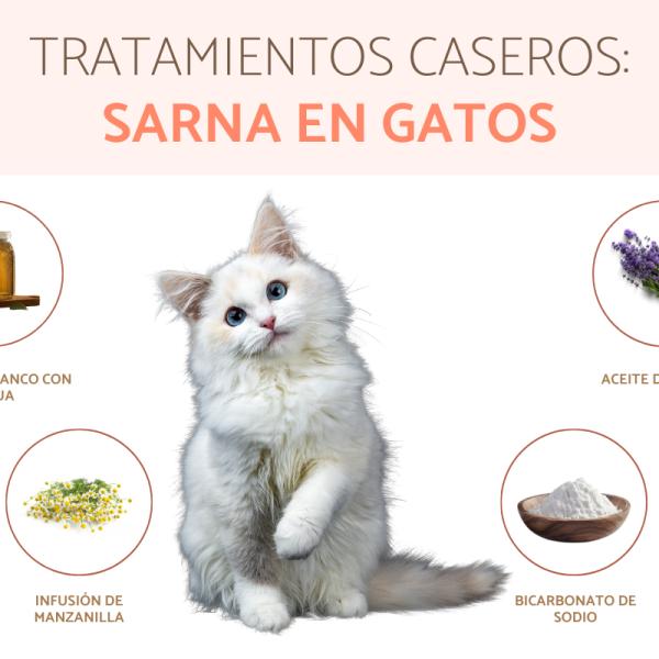 Remedio Para Tenia Para Gatos 6 Remedios Caseros Para Eliminar