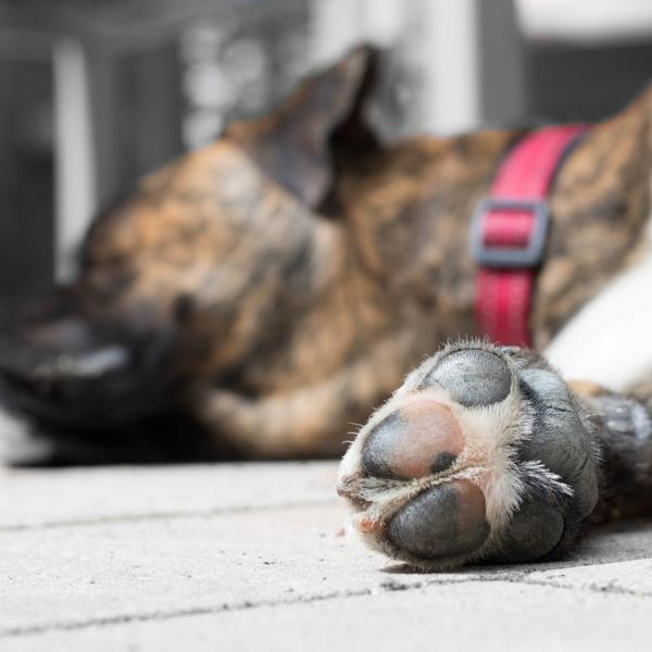 Cómo Se Trata Una Pata De Perro Inflamada