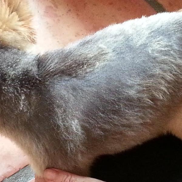 Es Normal Que Los Perros Tengan La Piel Floja