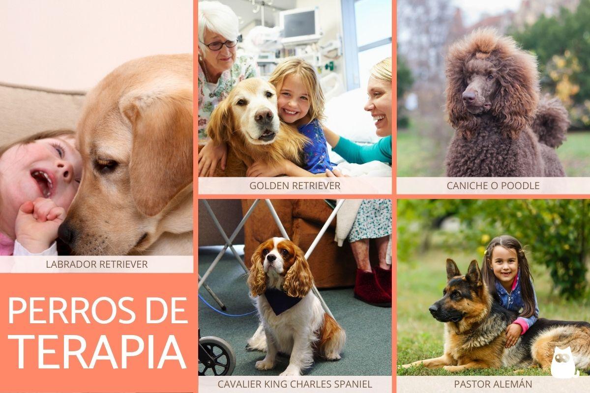 Perros de terapia - Razas, características y beneficios