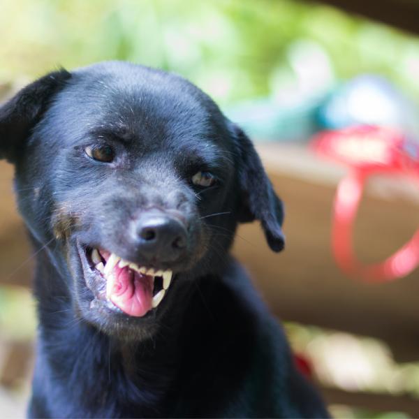 Puedes Enfermarte Si Un Perro Te Lame La Boca