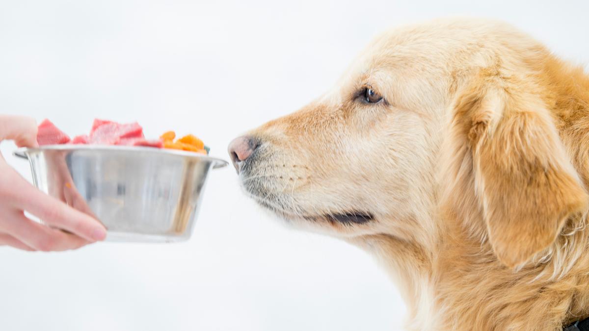 María L. Thomann, bióloga, aclara si la peste porcina podría afectar a ...