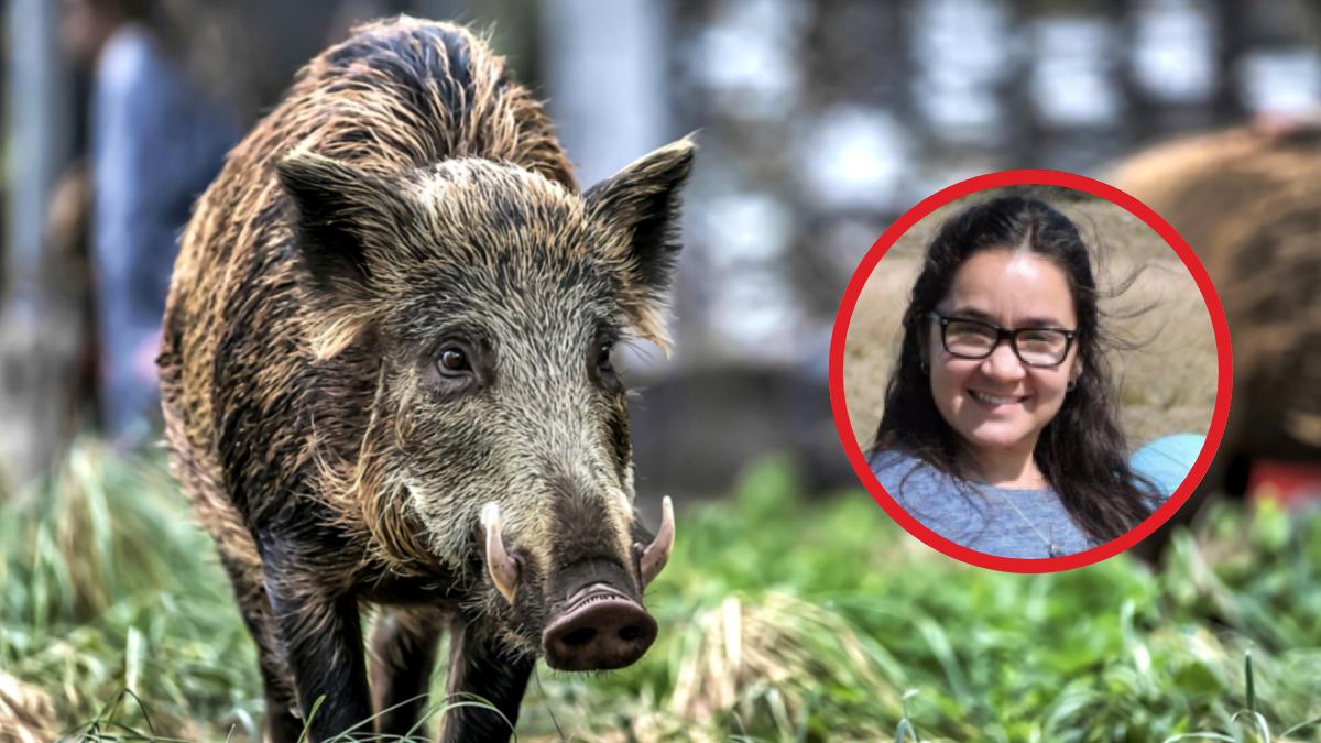 María L. Thomann, bióloga, aclara si la peste porcina podría afectar a ...