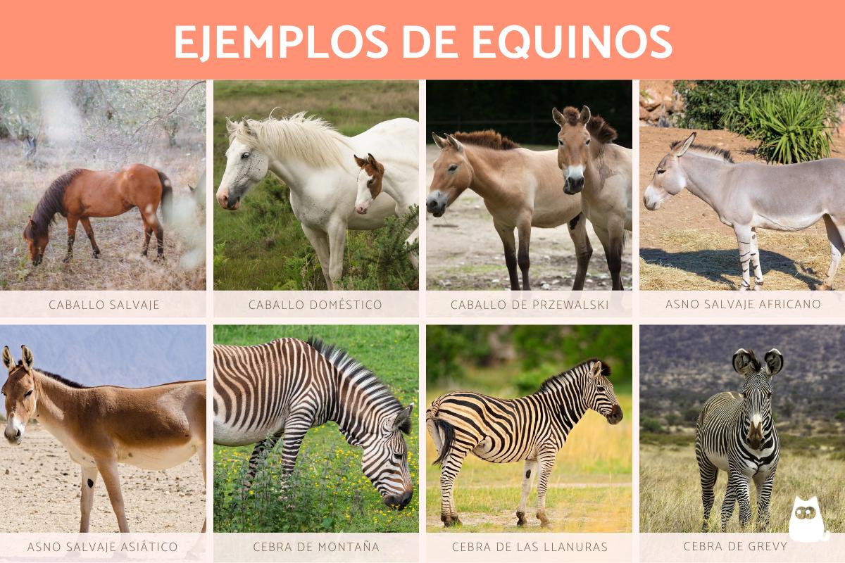 Équidos o equinos - Definición, ejemplos y características (con FOTOS)