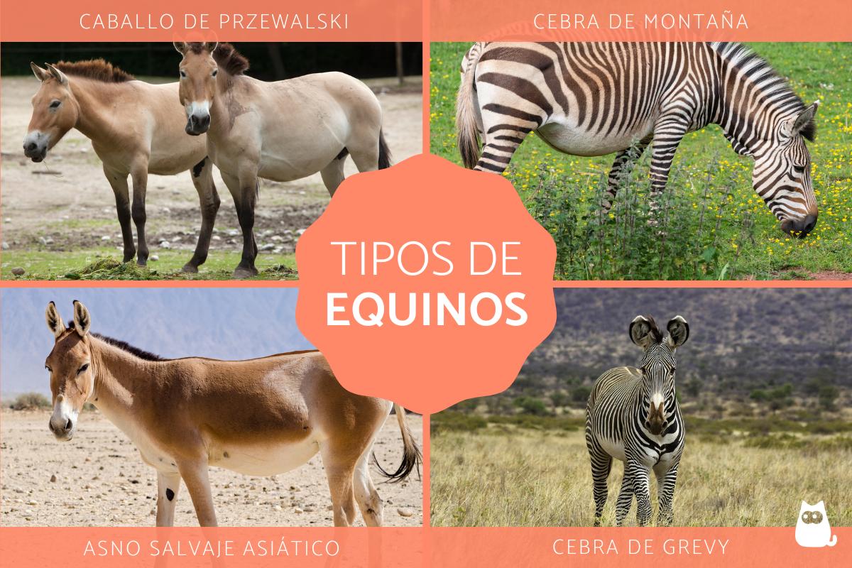 Équidos o equinos - Definición, ejemplos y características (con FOTOS)