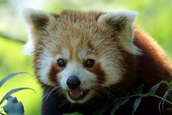 El Animal Más Lindo Del Mundo Los 20 Animales Más Bonitos Del Mundo