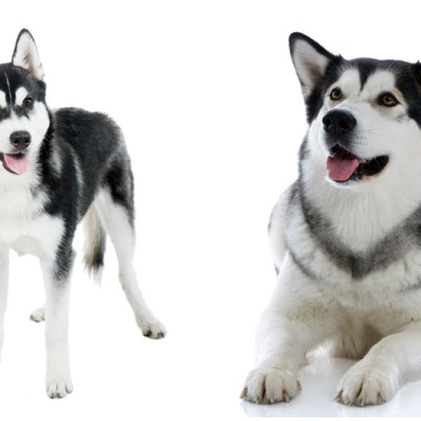 Cachorros Mezcla De Husky Siberiano Y Malamute De Alaska TANARAQ