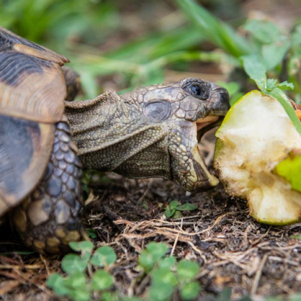 Las Tortugas Pueden Comer Cachorros