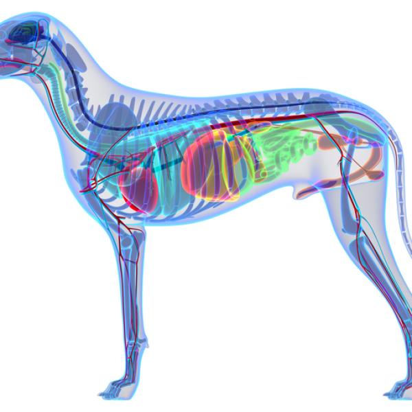 Cuantos Huesos Tiene La Columna Vertebral De Un Perro