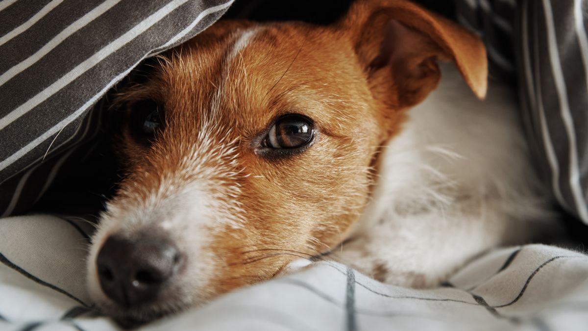 Los veterinarios coinciden: “Si tu perro tiene miedo a los petardos, no ...