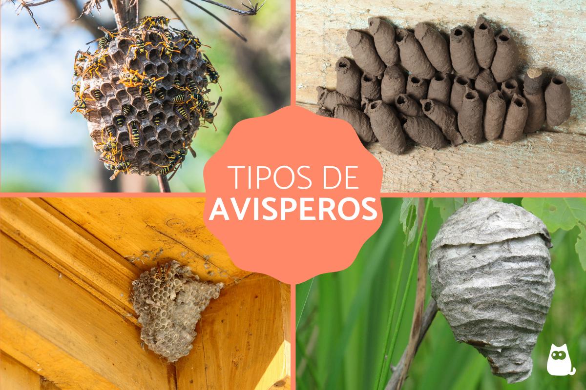 Tipos de nidos de avispas - Características, ubicación y cómo actuar si encuentras uno