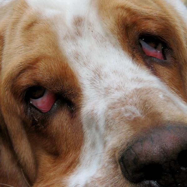 Por Qué Se Me Salta El Ojo De Mi Perro