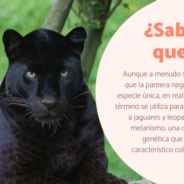 Significado De La Pantera Negra Como Animal De Poder