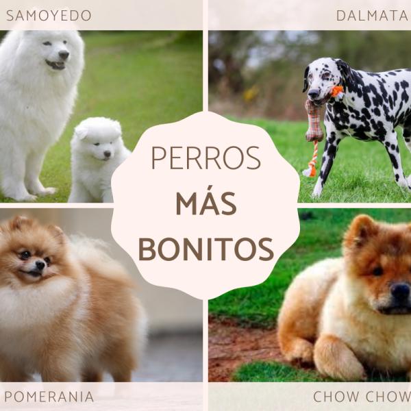 La Casa De Perro Mas Cool Del Mundo