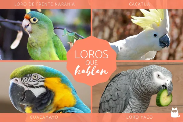 Especies De Loros Mascotas