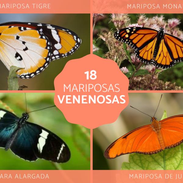 Tipos De Imagenes Y Nombres Con Mariposas Presentación Online Y Paseo