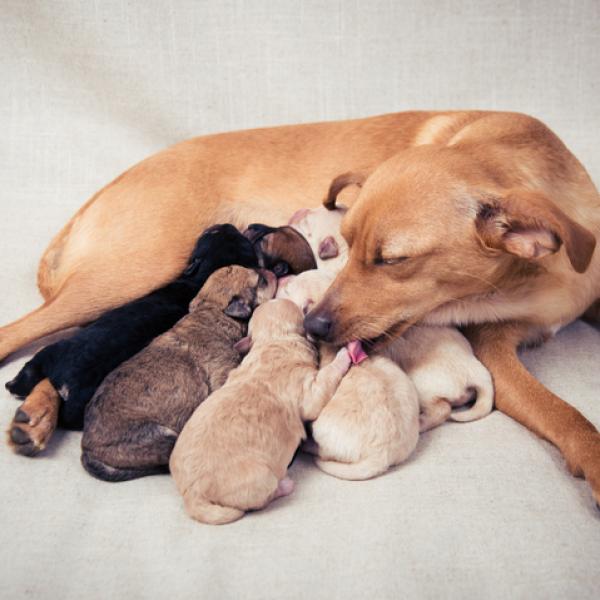 Seguirán Moviéndose Los Cachorros Durante El Parto