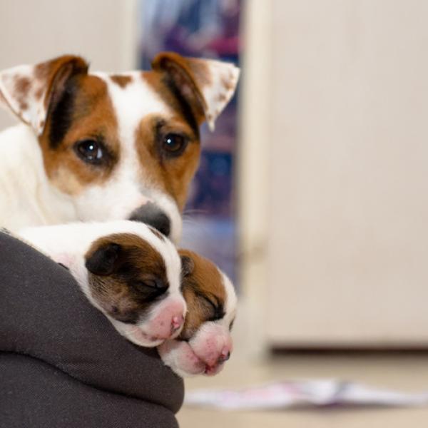 Los Perros Machos Cuidan A Sus Cachorros