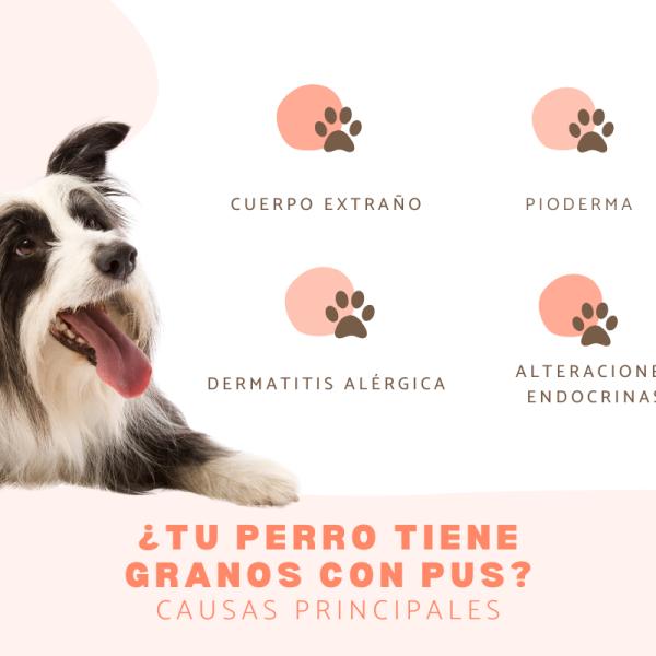 Puede El Grano Causar Convulsiones En Los Perros