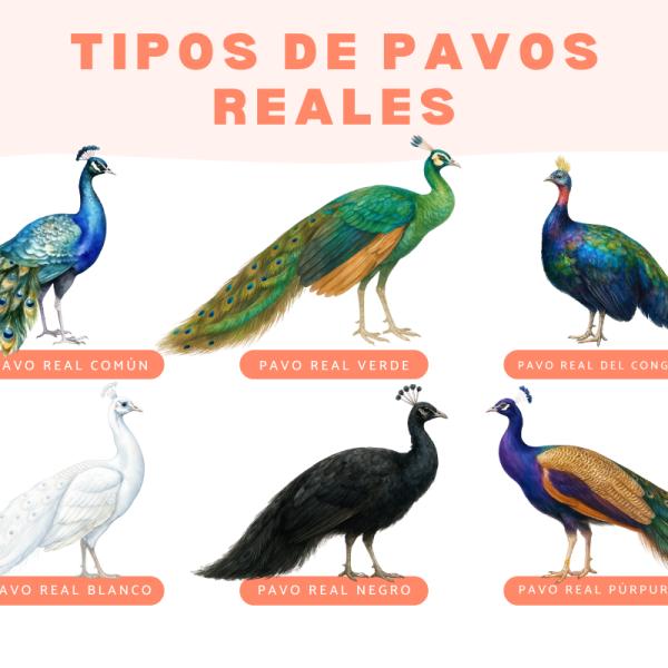 pavo real verde de java hembra