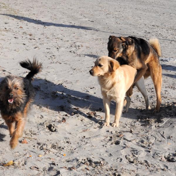 Puede Un Perro Macho Reconocer A Sus Cachorros