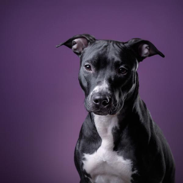 Cómo Se Hizo Tan Grande Hulk El Pitbull