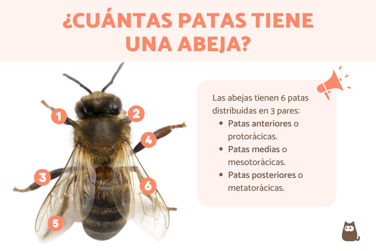 Anatomía De Las Abejas
