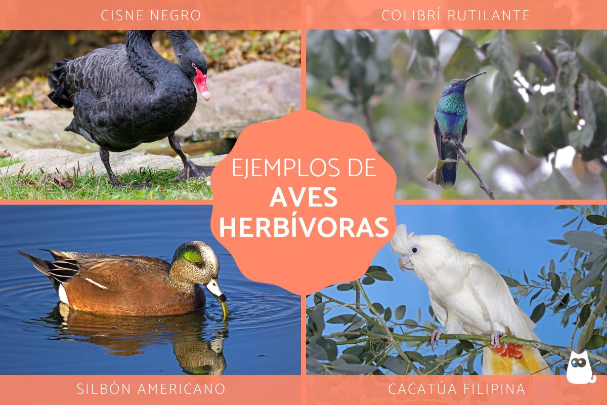 Aves herbívoras - Ejemplos, características y tipos (con fotos)