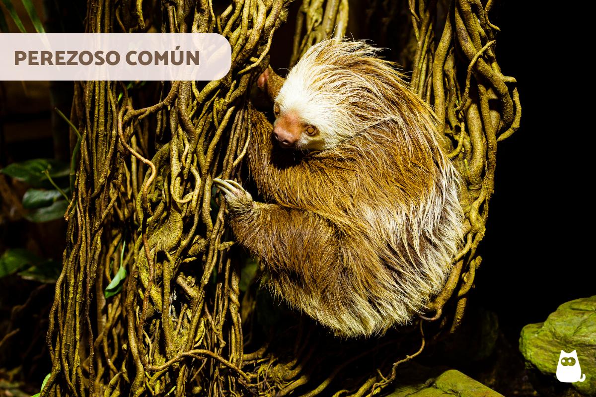 60 Animales del bosque tropical - Características y FOTOS