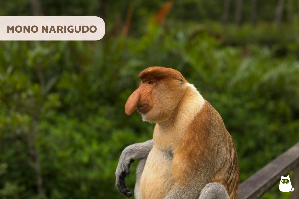 60 Animales del bosque tropical - Características y FOTOS