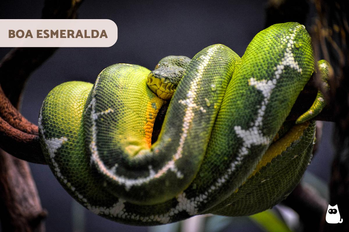 60 Animales del bosque tropical - Características y FOTOS