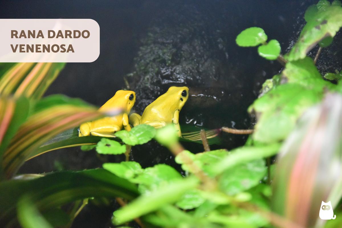 60 Animales del bosque tropical - Características y FOTOS