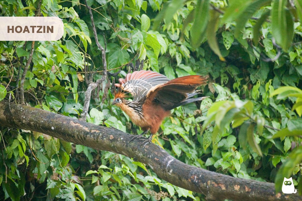 60 Animales del bosque tropical - Características y FOTOS
