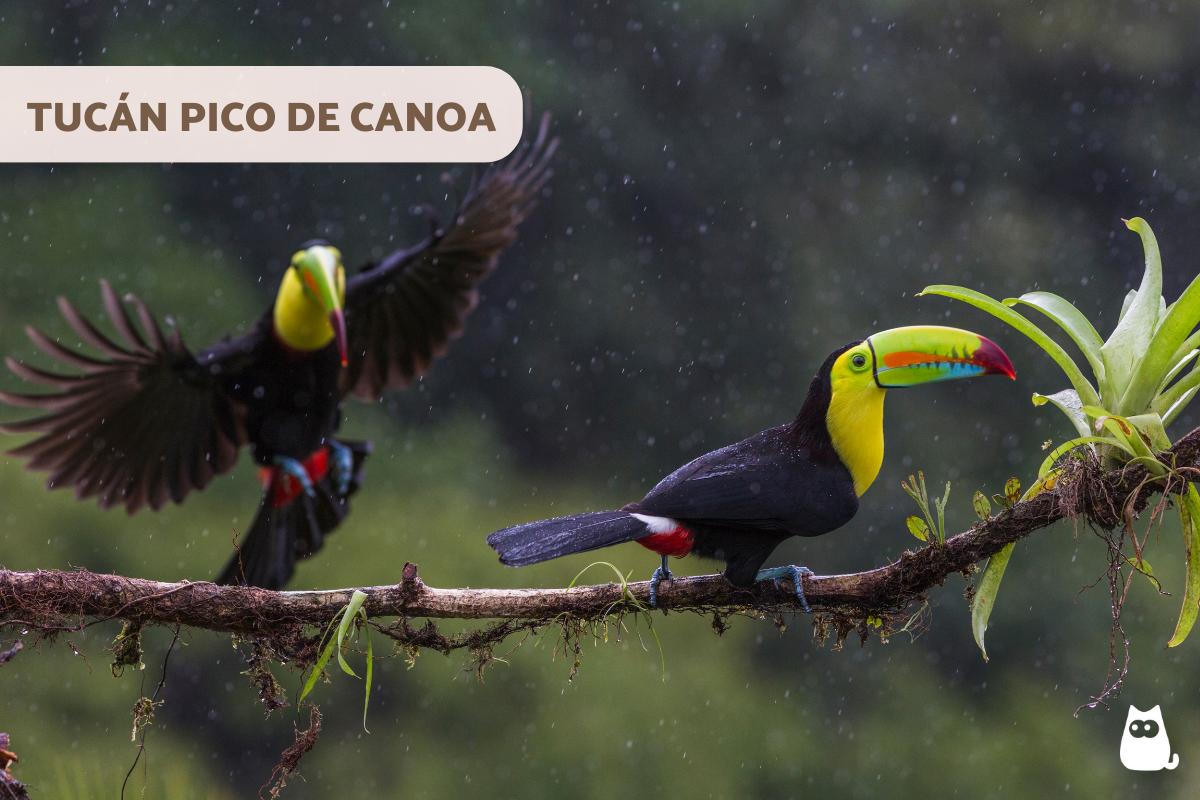 60 Animales del bosque tropical - Características y FOTOS