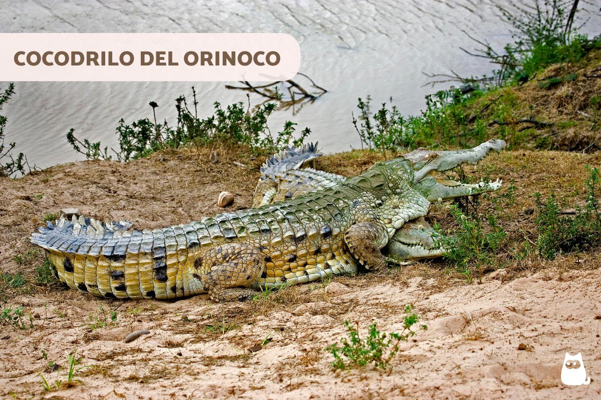 60 Animales del bosque tropical - Características y FOTOS
