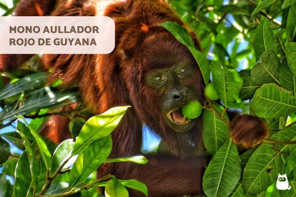 Animales Del Bosque Tropical Bosques Tropicales: Características,