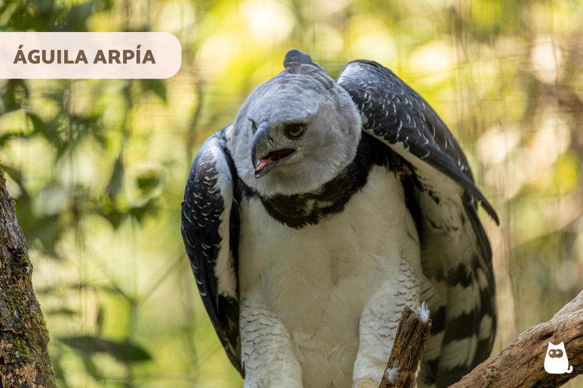 60 Animales del bosque tropical - Características y FOTOS