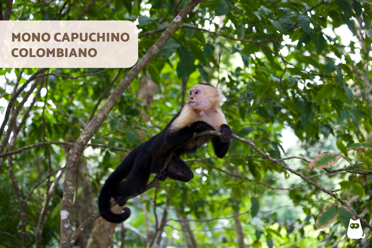 60 Animales del bosque tropical - Características y FOTOS