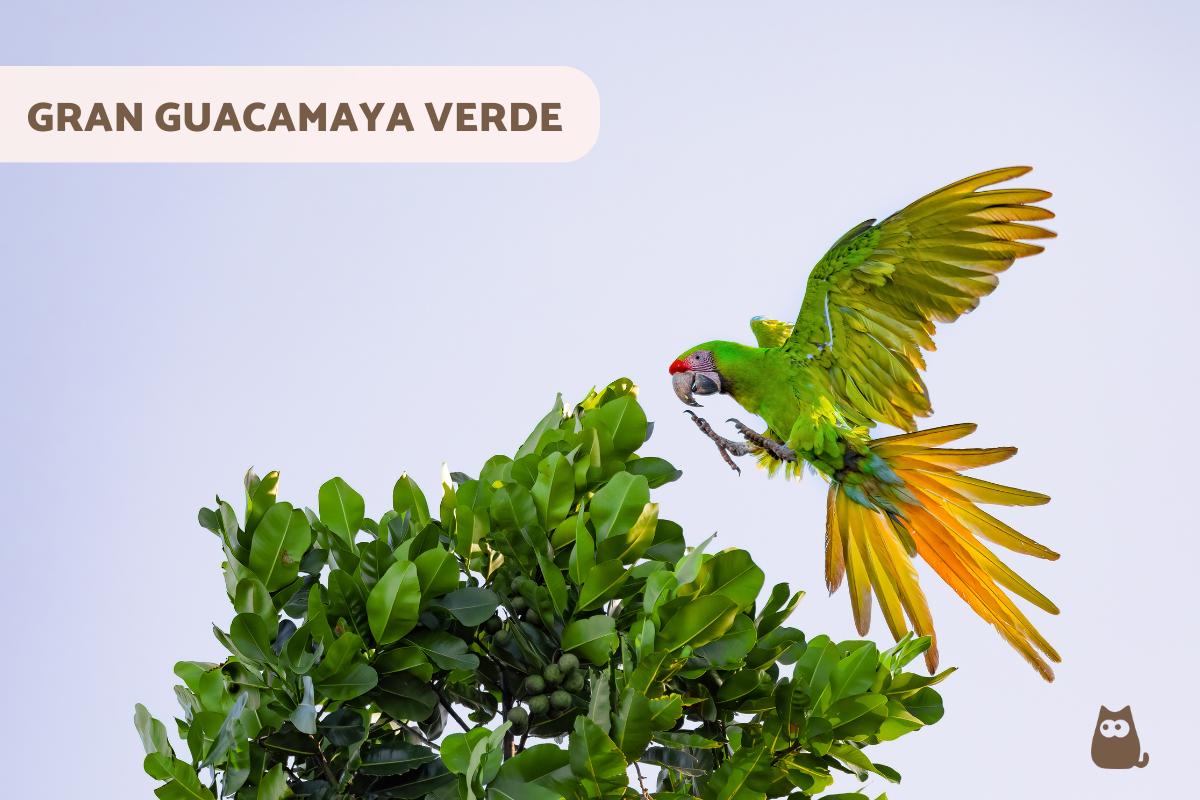 60 Animales del bosque tropical - Características y FOTOS