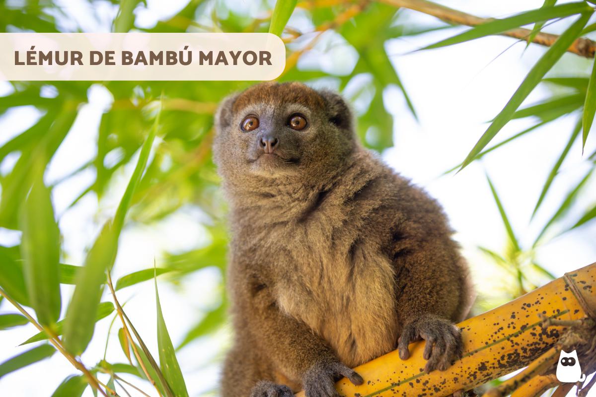 60 Animales del bosque tropical - Características y FOTOS