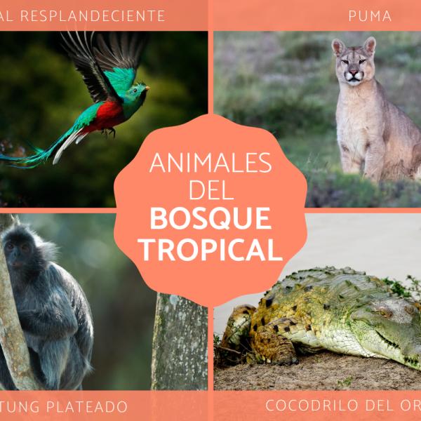 Animales Del Bioma De La Selva Tropical Pin De Leni Em Entalhes Em