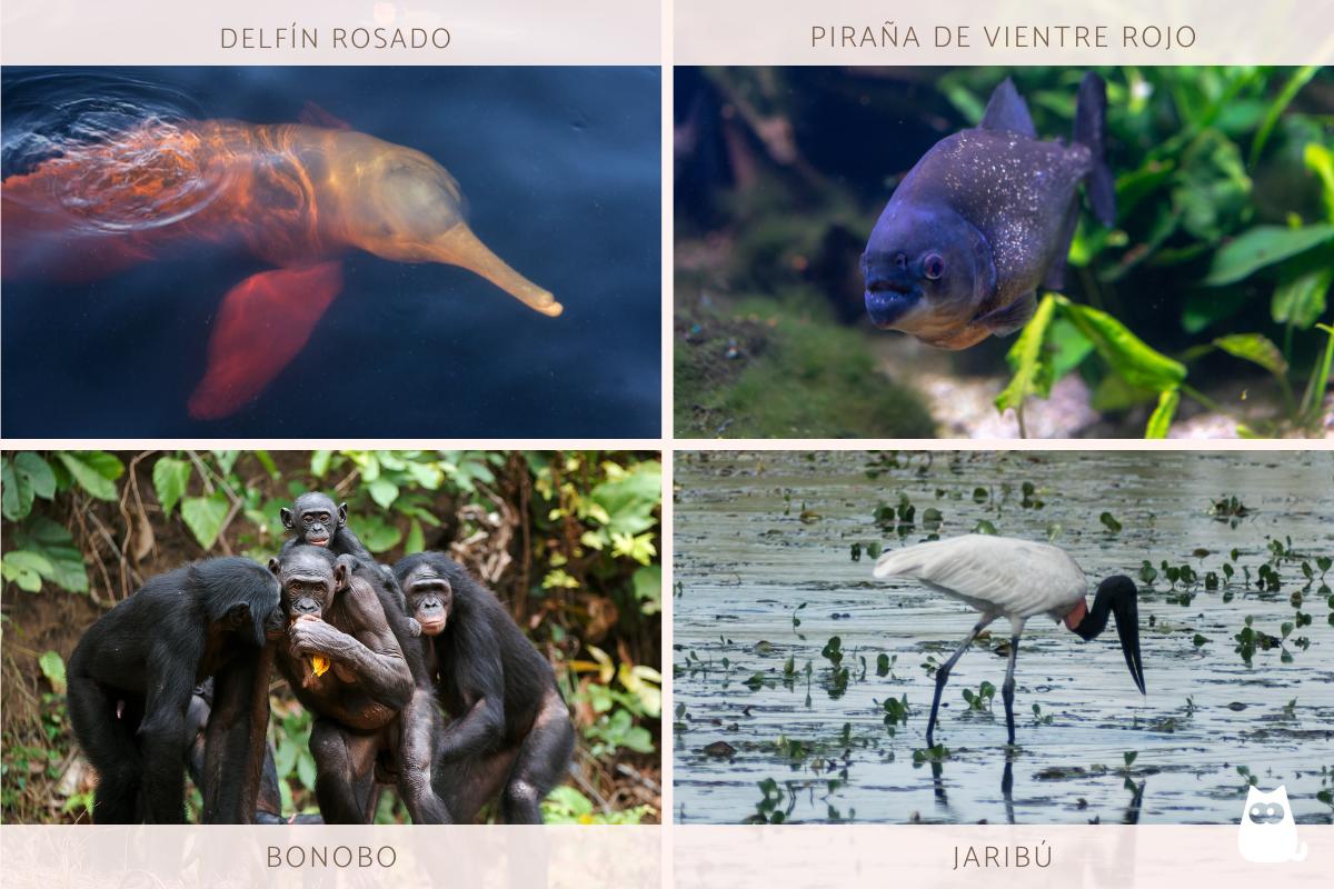 60 Animales del bosque tropical - Características y FOTOS