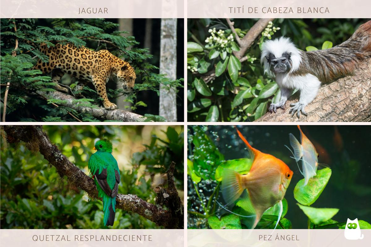 60 Animales del bosque tropical - Características y FOTOS