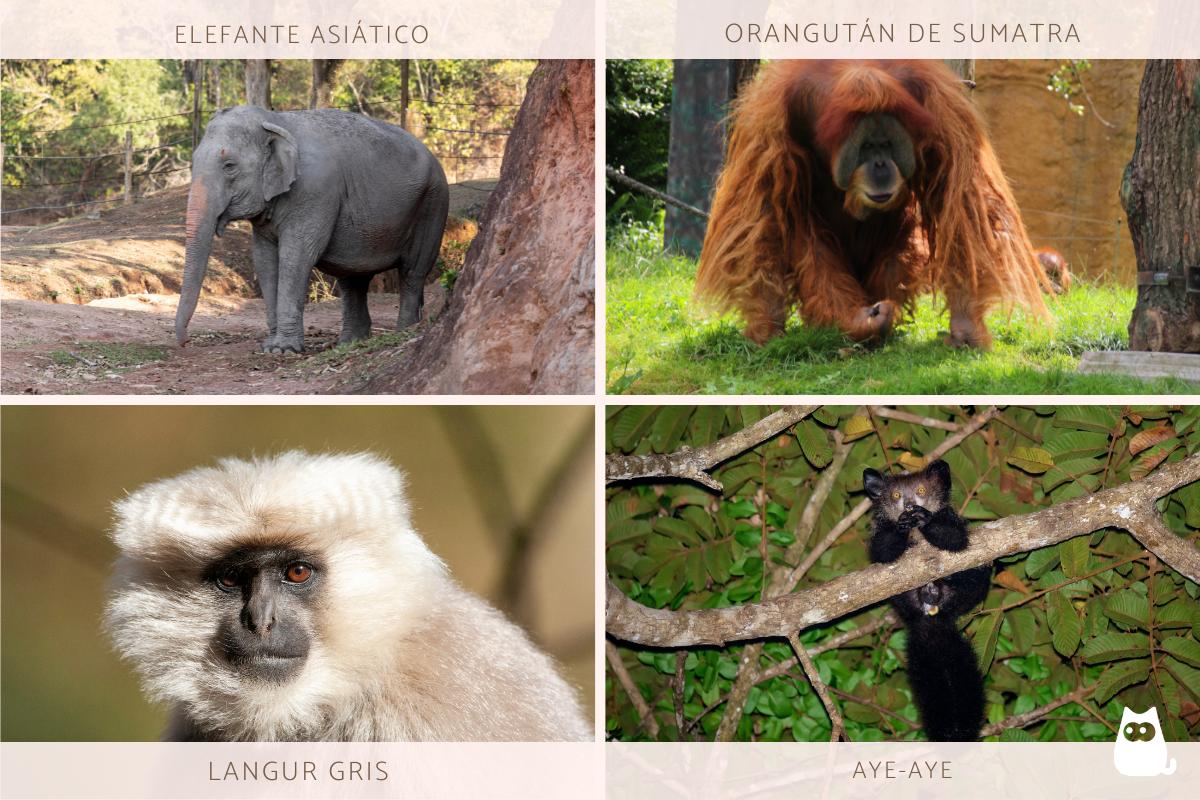 60 Animales del bosque tropical - Características y FOTOS