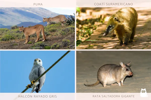 Plantas Y Animales De La Selva Tropical Sudamericana